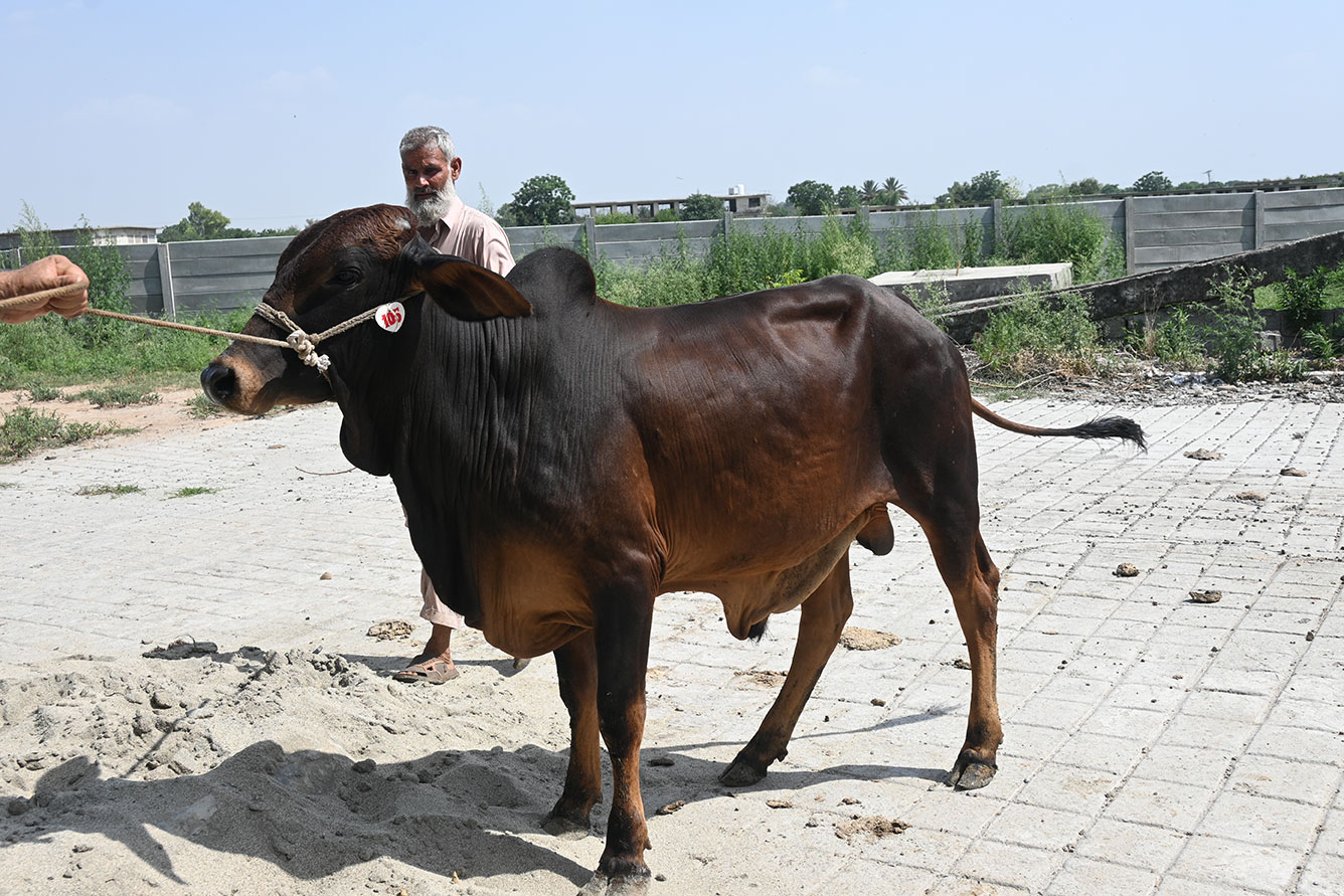 Shera – thegreenfields